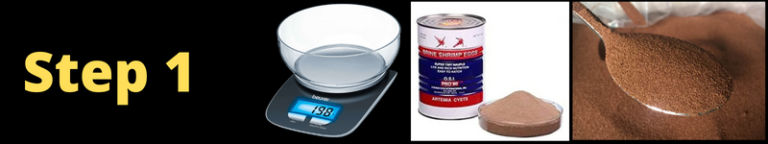 How to Hatch Artemia Eggs or Brine Shrimp Eggs Easy Way