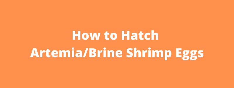 How to Hatch Artemia Eggs or Brine Shrimp Eggs Easy Way