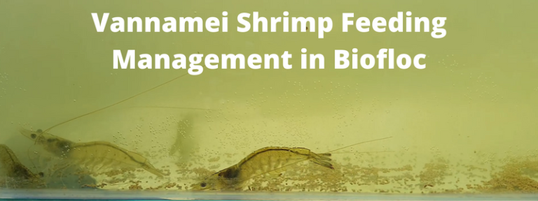 Vannamei Shrimp Feeding Schedule Management in Biofloc