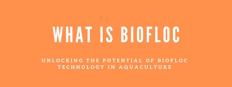 What is Biofloc Fish Farming - Unlocking the Potential of Biofloc ...